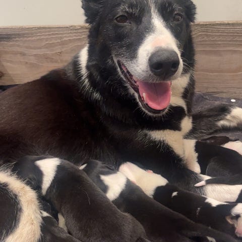 Bordercollie /husky mix valper | FINN-torget