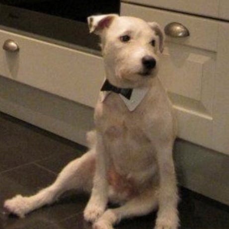 DOG Copenhagen Urban Explorer Halsbånd Rød M | FINN-torget