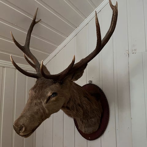 Utstoppet hjortehode med 6 (7?) tagger | FINN-torget