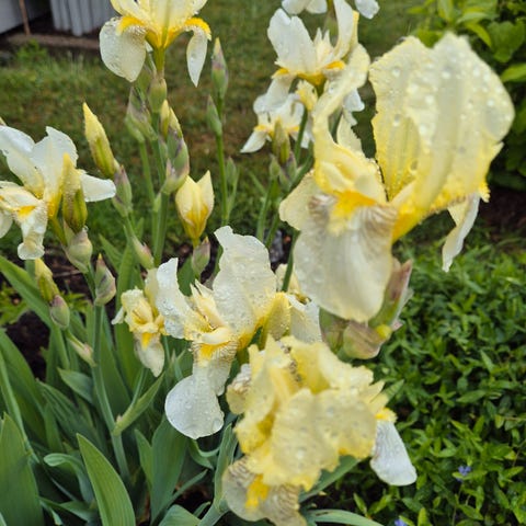 SverdIris, gul iris! | FINN-torget