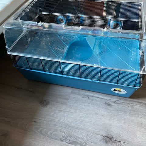 Gullhamster med bur selges kr 400 tilsammen | FINN-torget