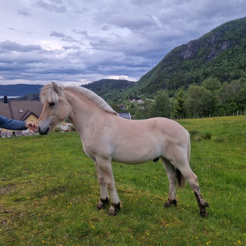 Fjordhest hingsteføll | FINN-torget