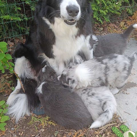 Blue merle border collie valp | FINN-torget