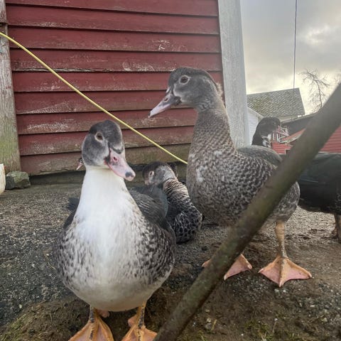 10 mnd. gamle Moskusender / Moskusand selges | FINN-torget