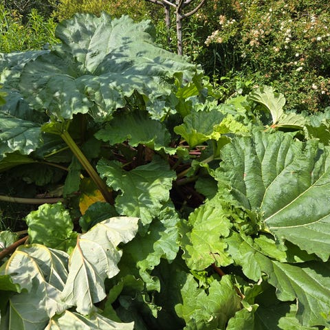 Rabarbra | FINN-torget