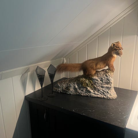 Utstoppet mår | FINN-torget