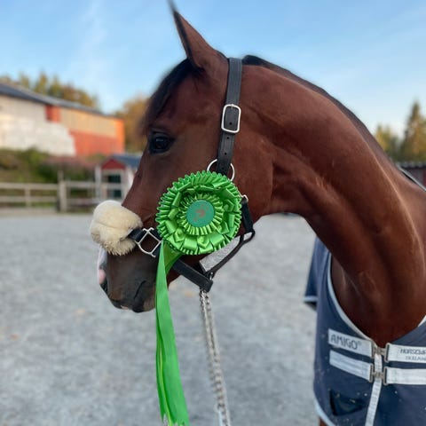 Careless Anna pink peacock | FINN-torget