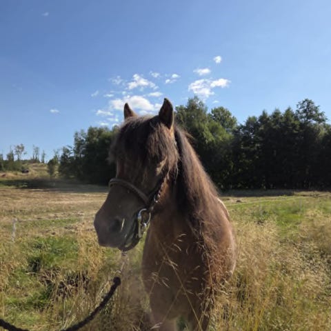 Islandshest | FINN-torget