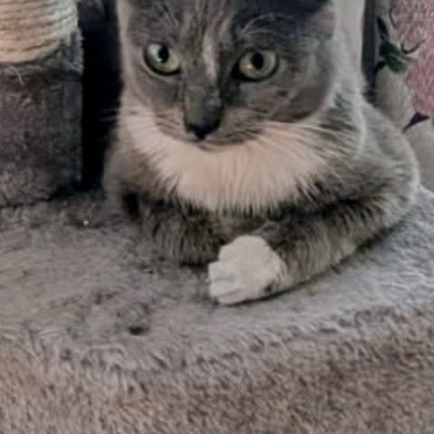 Søte lille Pia. | FINN-torget