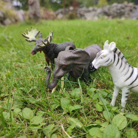 Ulike typer dyr | FINN-torget