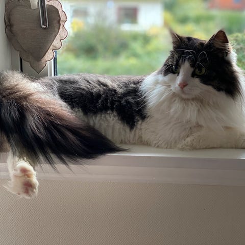 Søte lille Pia. | FINN-torget