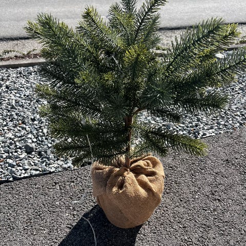 rusta juletre | FINN-torget
