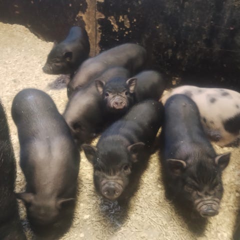 Små mini griser. Minigris unger til salgs | FINN-torget