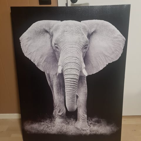 Flott elefant bilde | FINN-torget