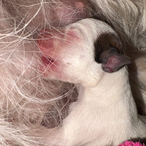 Nydelige NKK registrerte Jack Russell valper til salgs | FINN-torget