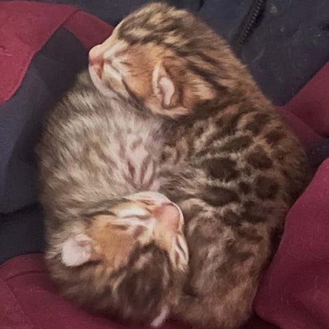 Leveringsklar Maine Coon | FINN-torget