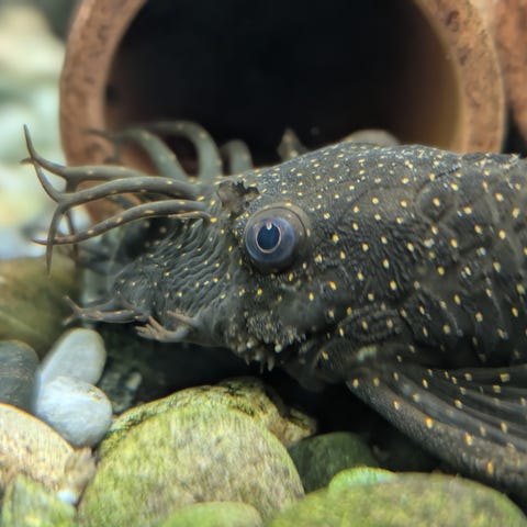 Apistogramma cacatuoides | FINN-torget