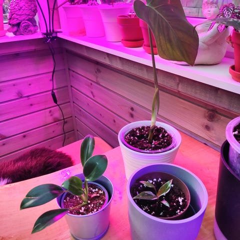 Orkide-avlegger x2 | FINN-torget