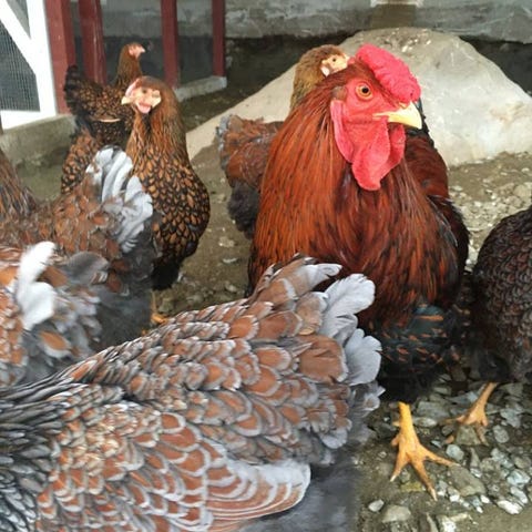 Wyandotte trio selges | FINN-torget