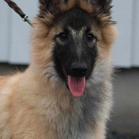 Chesapeake Bay Retriever Cox vurderes solgt til rett person | FINN-torget