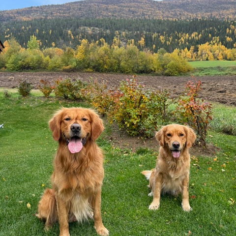 Chesapeake Bay Retriever Cox vurderes solgt til rett person | FINN-torget