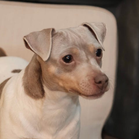 Nydelige Jack Russell Terrier-valper, leveringsklare | FINN-torget