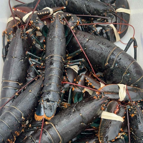 Levende hummer selges | FINN-torget