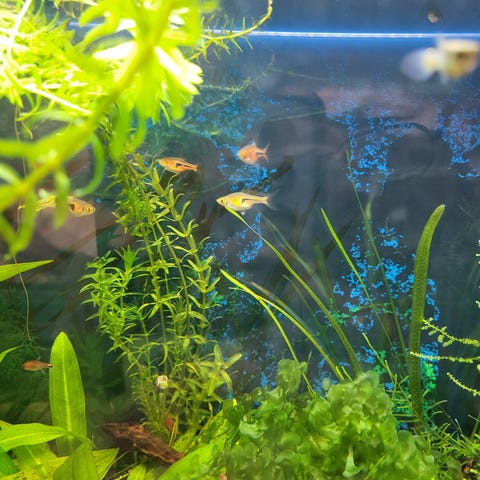 Rasbora urophthalmoides - Miniatyr rasbora 5 stk | FINN-torget