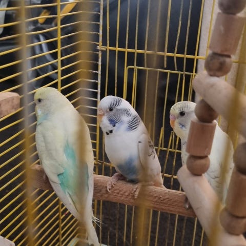 3 Undulater | FINN-torget