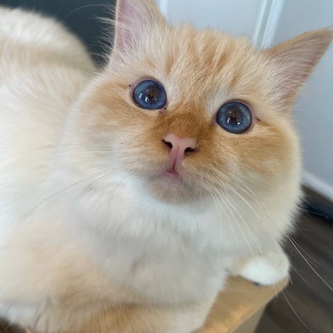 Hellig Birma 1 år selges pga allergi | FINN-torget