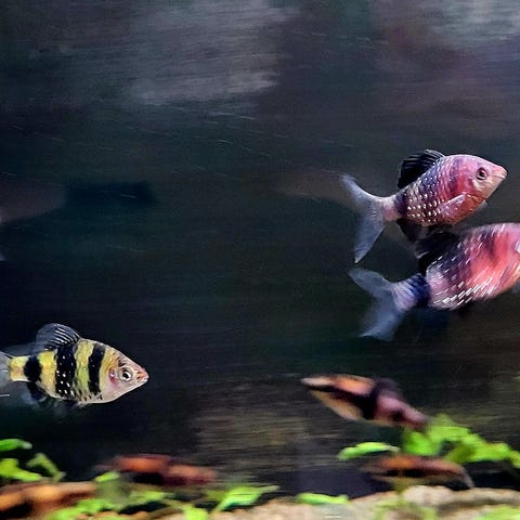 Kileflekk Rasbora | FINN-torget