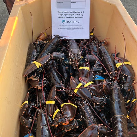 Levende hummer selges | FINN-torget