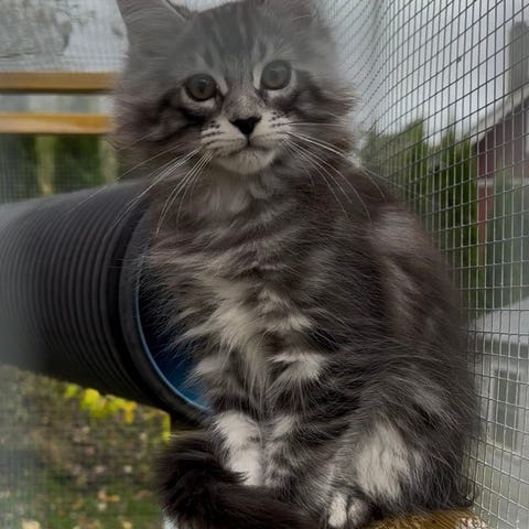 Leveringsklar Maine Coon | FINN-torget