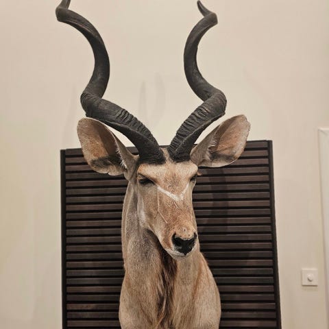 Utstoppet kudu fra Namibia | FINN-torget