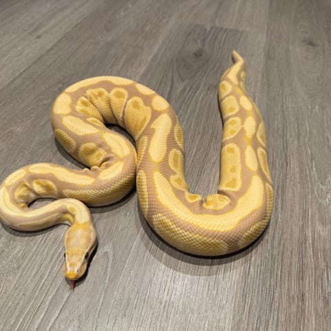 Kongepyton Fire 0.1 PB | FINN-torget