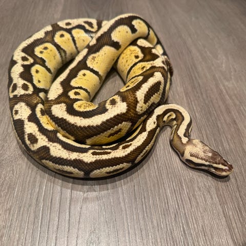 Kongepyton Fire 0.1 PB | FINN-torget