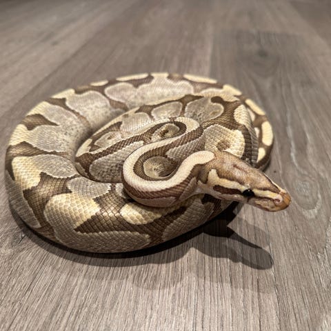 Kongepyton Fire 0.1 PB | FINN-torget