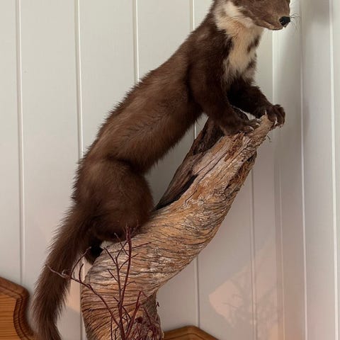 Utstoppet mår | FINN-torget