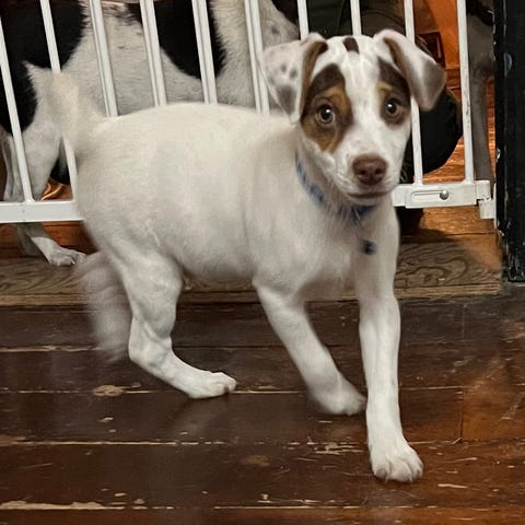 Nydelige NKK registrerte Jack Russell valper til salgs | FINN-torget