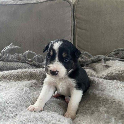 Kelpie X border collie | FINN-torget