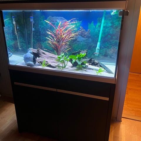 Akvarium, buede hjørner, pent brukt, med filter og tilbehørets | FINN ...