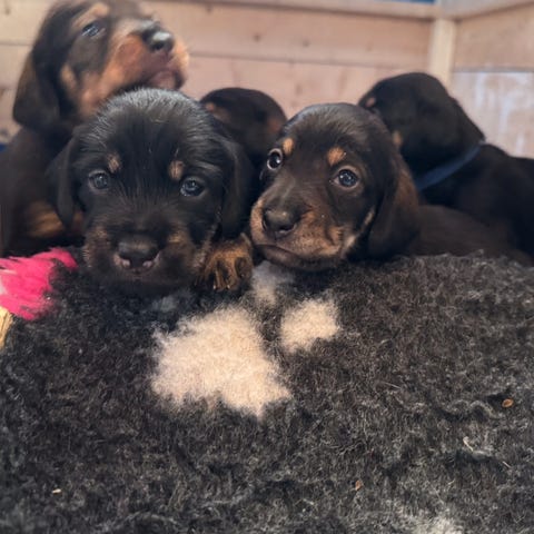 Garmin Astro 320 | FINN-torget