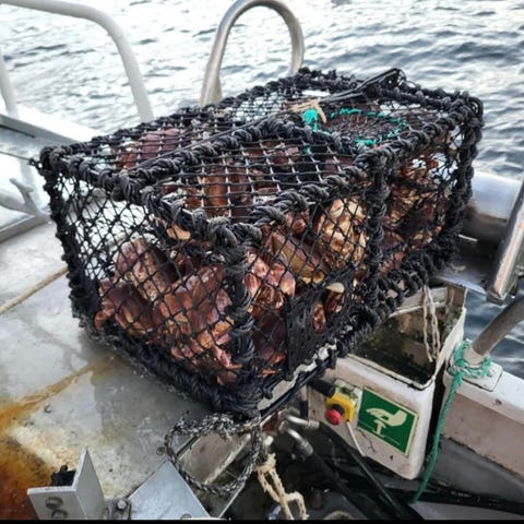 Scotteteiner / hummerteiner / krabbeteiner | FINN-torget