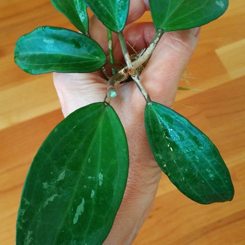 HOYA PAKKE - rotet: H. Sarawak, H. 'Michele', H. 'Ricardo', H ...