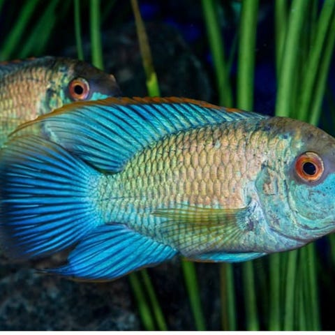 Akvarium, buede hjørner, pent brukt, med filter og tilbehørets | FINN ...