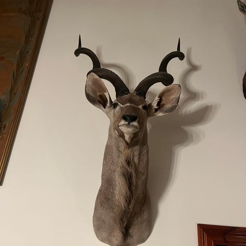 Utstoppet kudu fra Namibia | FINN-torget