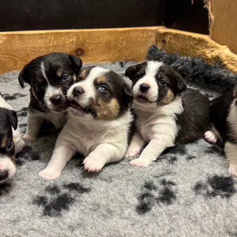 Borderjack (Border Collie & Jack Russell Terrier) valper | FINN-torget