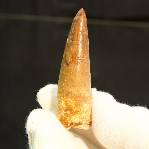 Komplett keichousaurus-fossil | FINN-torget