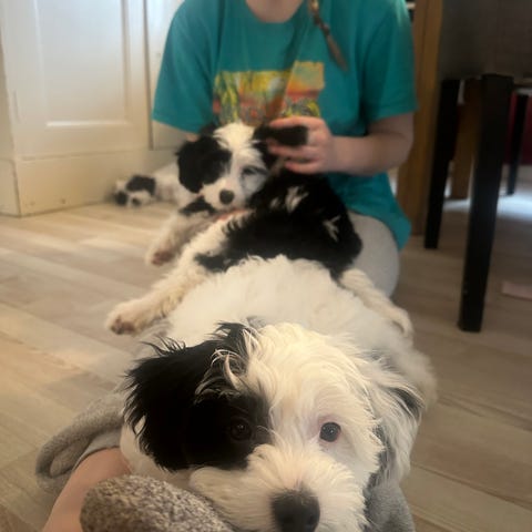 Nydelige Jack Russell valper | FINN-torget