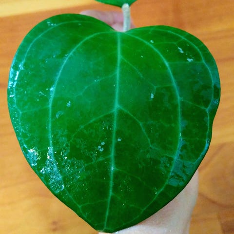 HOYA PAKKE - rotet: H. Sarawak, H. 'Michele', H. 'Ricardo', H ...